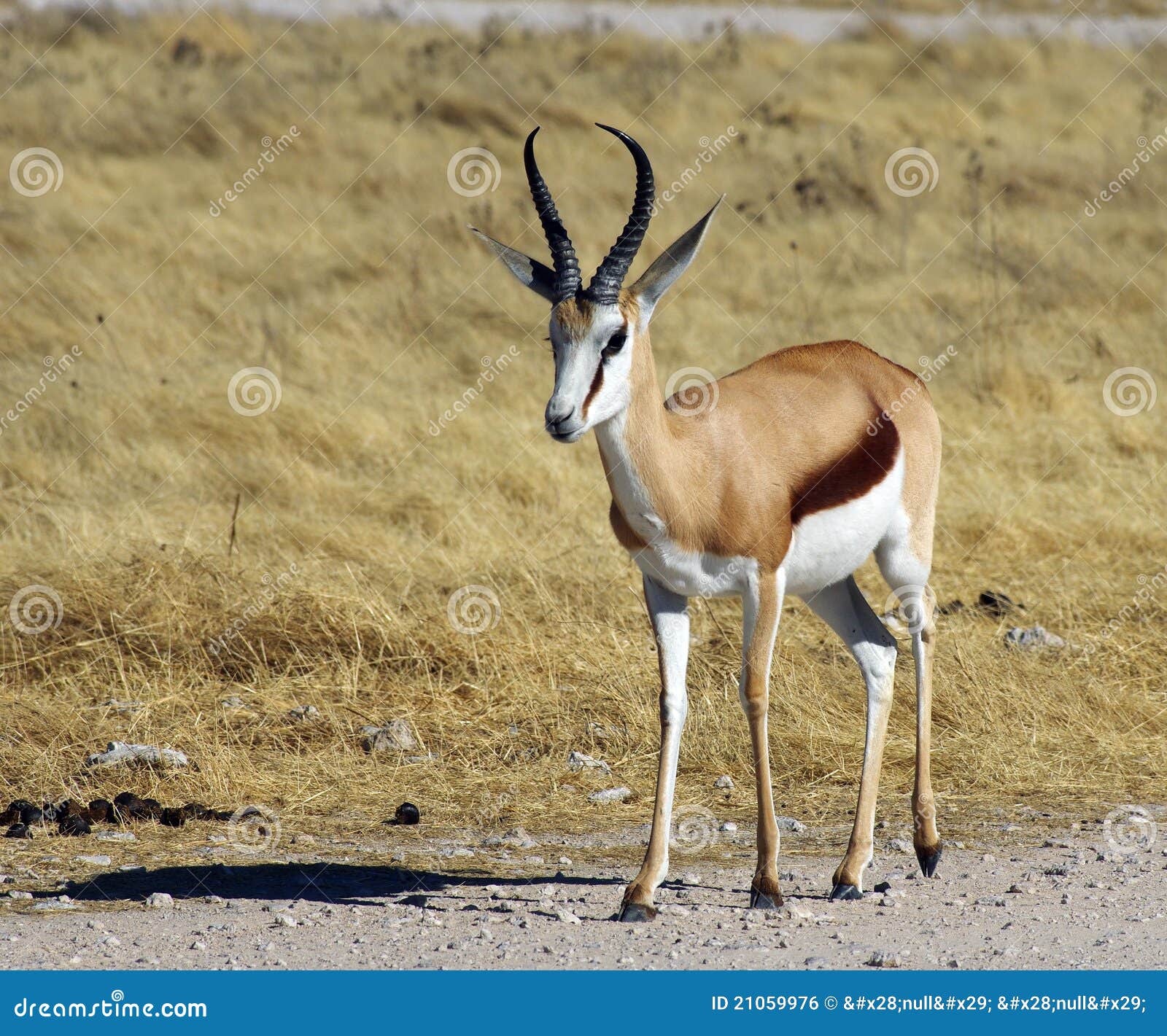Springbok stock photo. Image of african, africa, etosha - 21059976