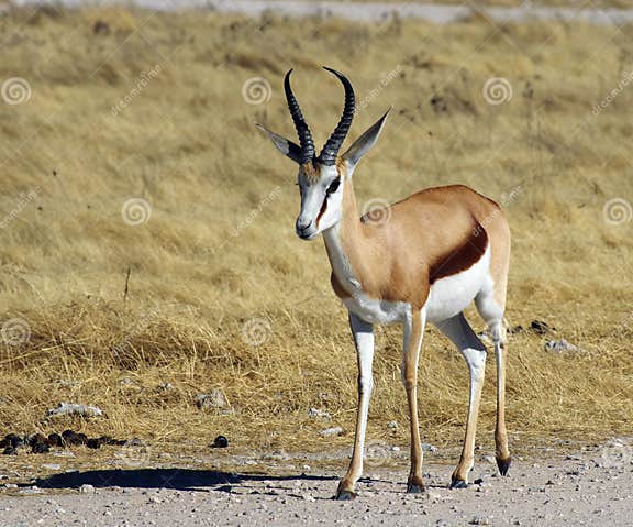 Springbok stock photo. Image of african, africa, etosha - 21059976