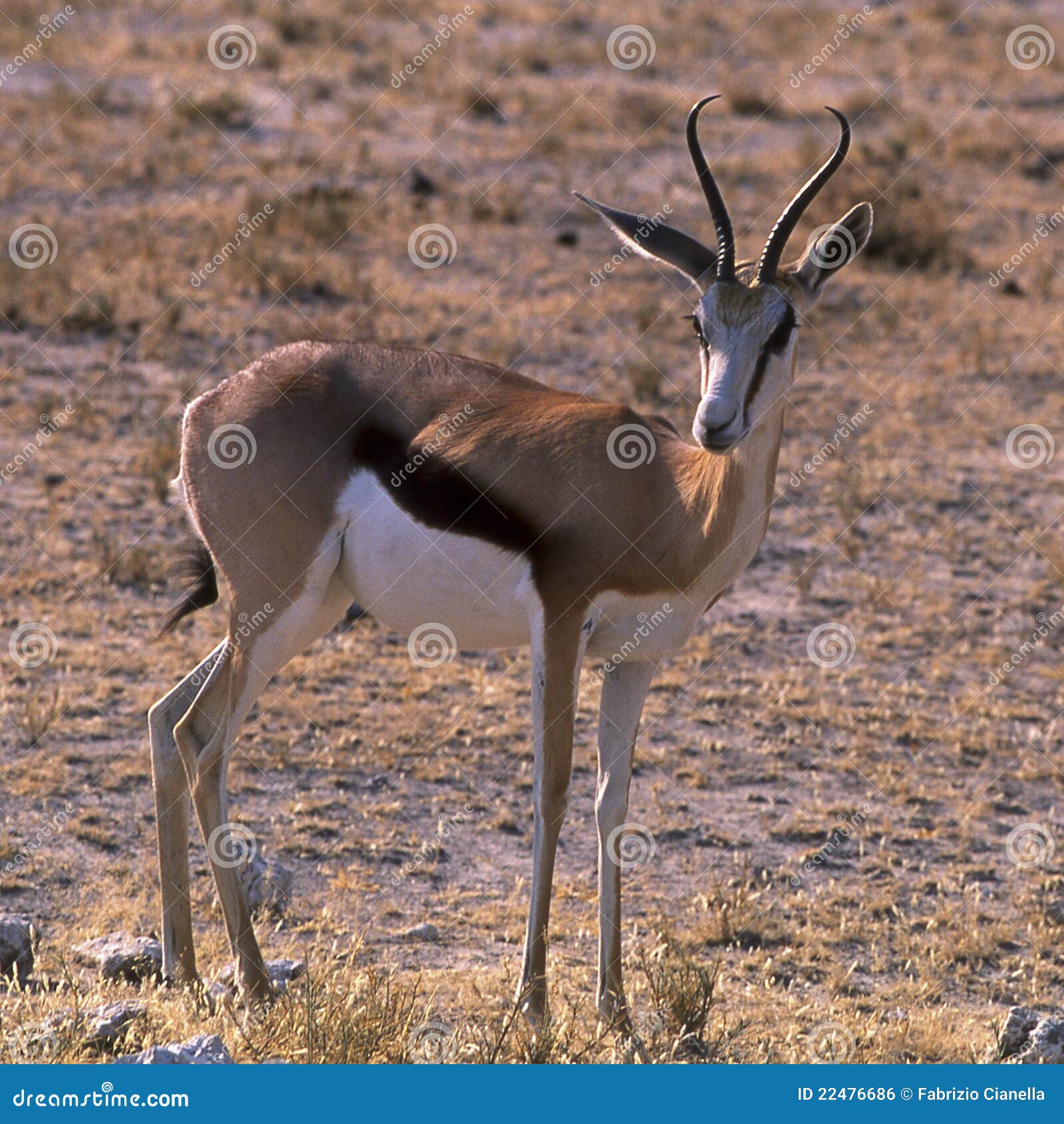Springbok stock photo. Image of mammal, bush, national - 22476686