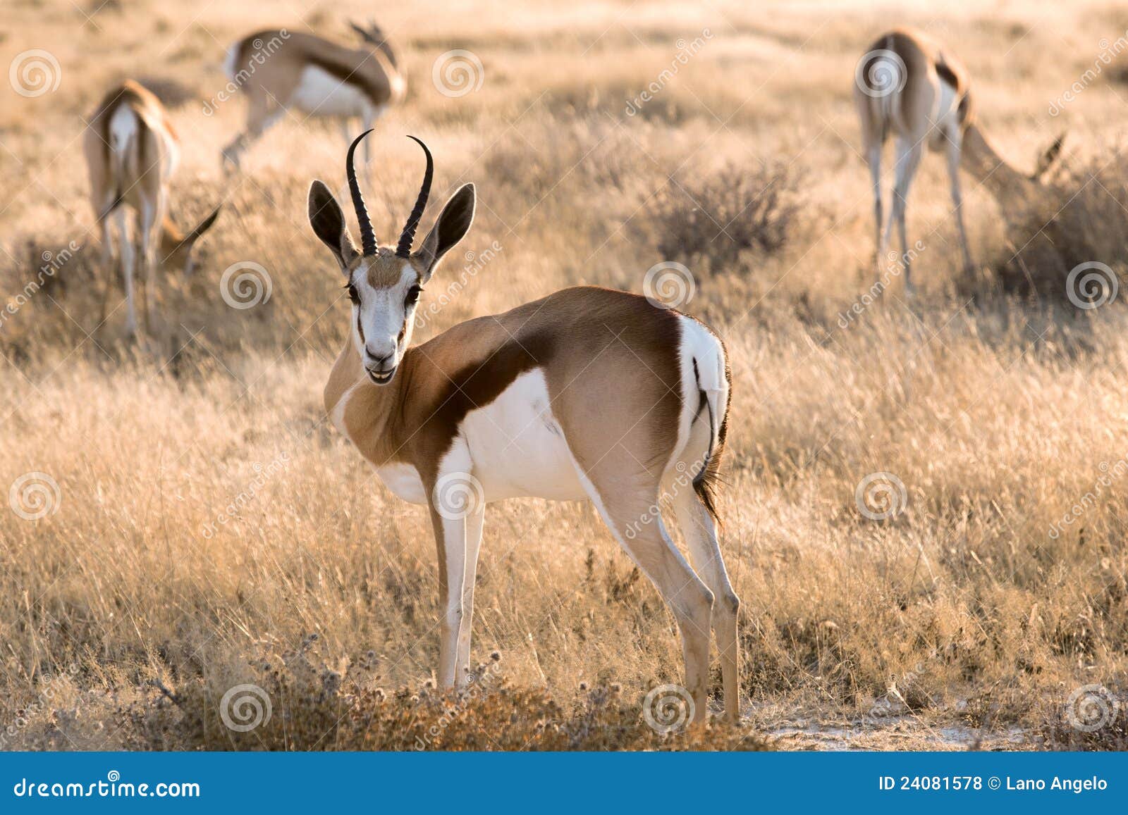 Springbok stock photo. Image of dramatic, horizon, antelope - 24081578