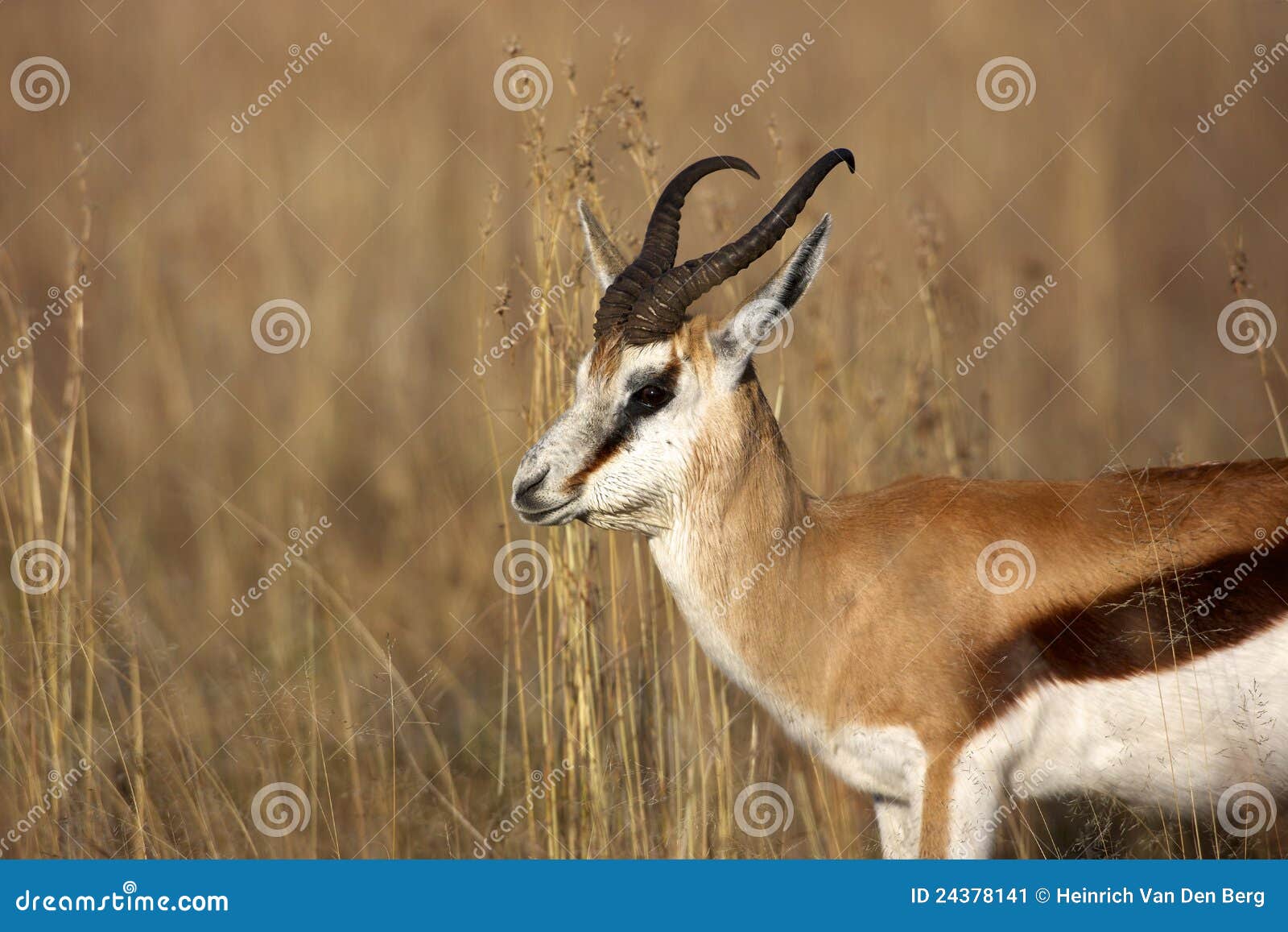 Springbok stock image. Image of horned, park, savannah - 24378141