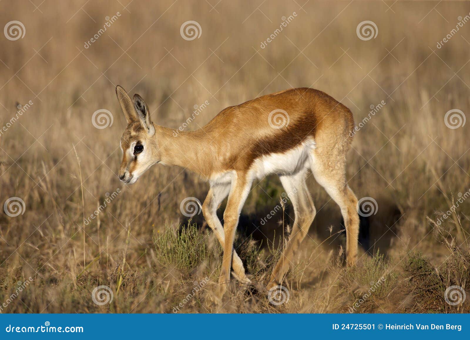 Springbok stock image. Image of outdoors, wildlife, wild - 24725501