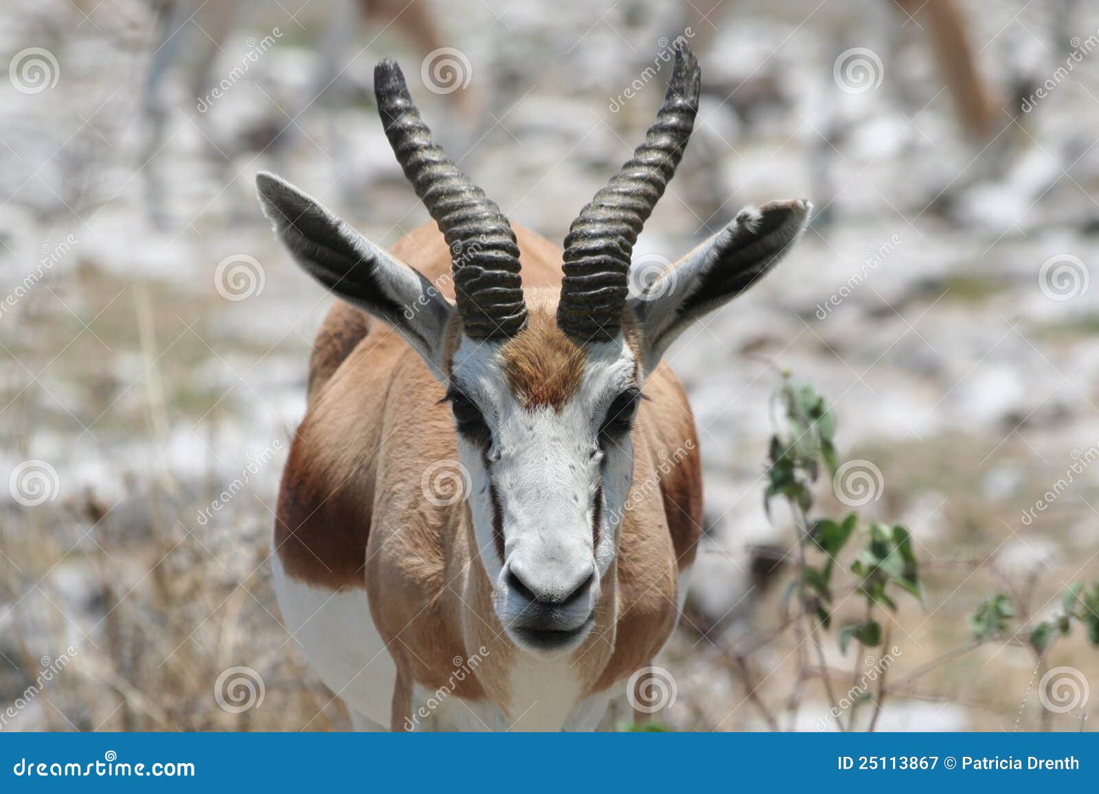 Springbok stock image. Image of gazelle, nature, animals - 25113867