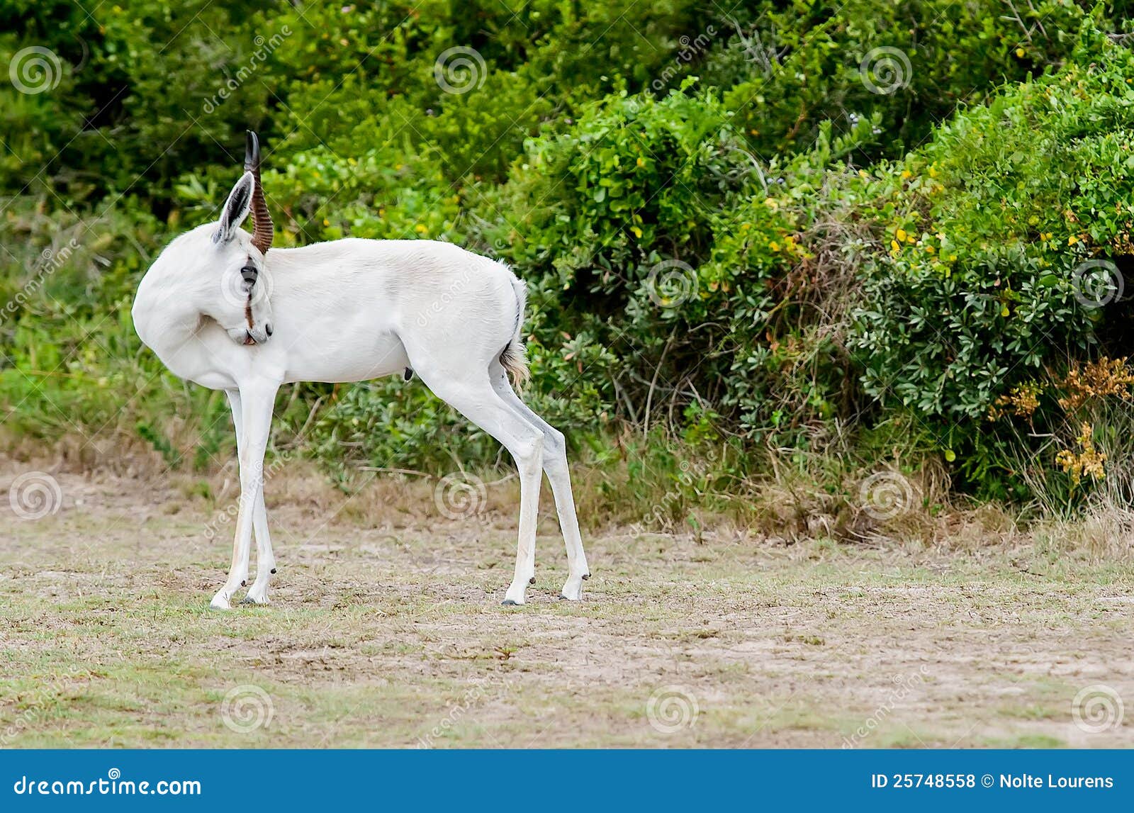 Springbok stock photo. Image of horn, nature, africa - 25748558