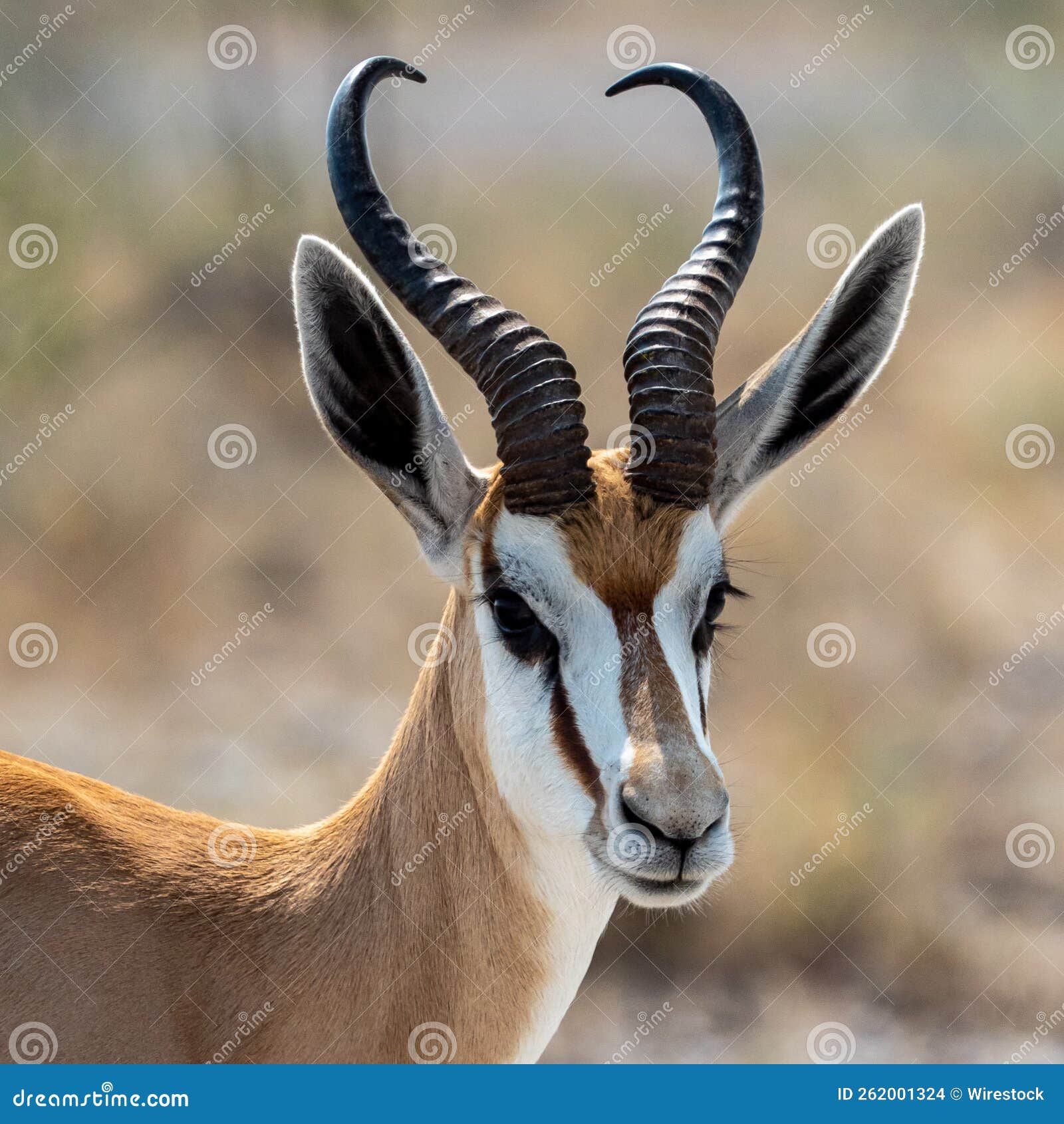 Closeup of a Beautiful Springbok Stock Photo - Image of life, outdoors ...