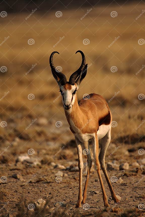 Springbok stock photo. Image of grazer, game, deer, mammal - 27484178