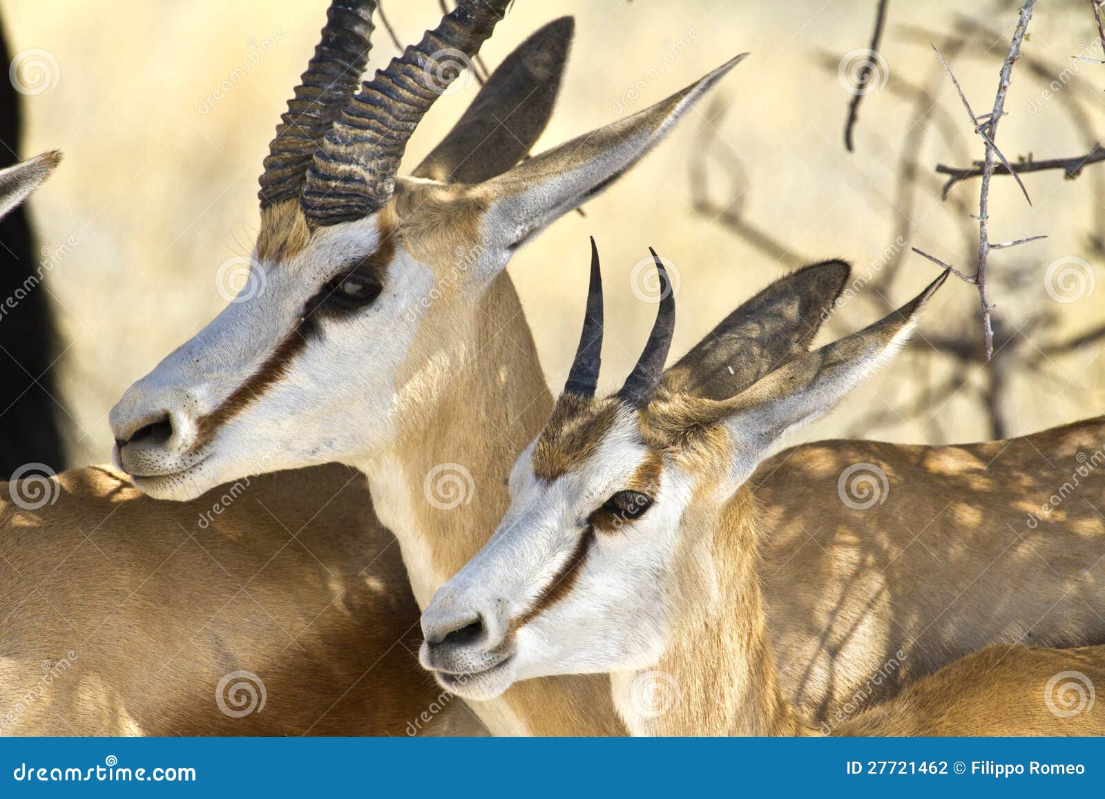 Springbok stock photo. Image of mammal, slight, hoofed - 27721462