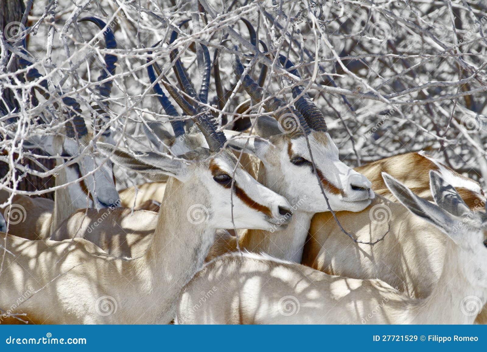 Springbok stock image. Image of tree, impala, gazelle - 27721529
