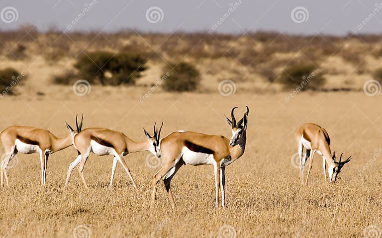 Springbok stock photo. Image of botswana, mammal, animal - 3064972
