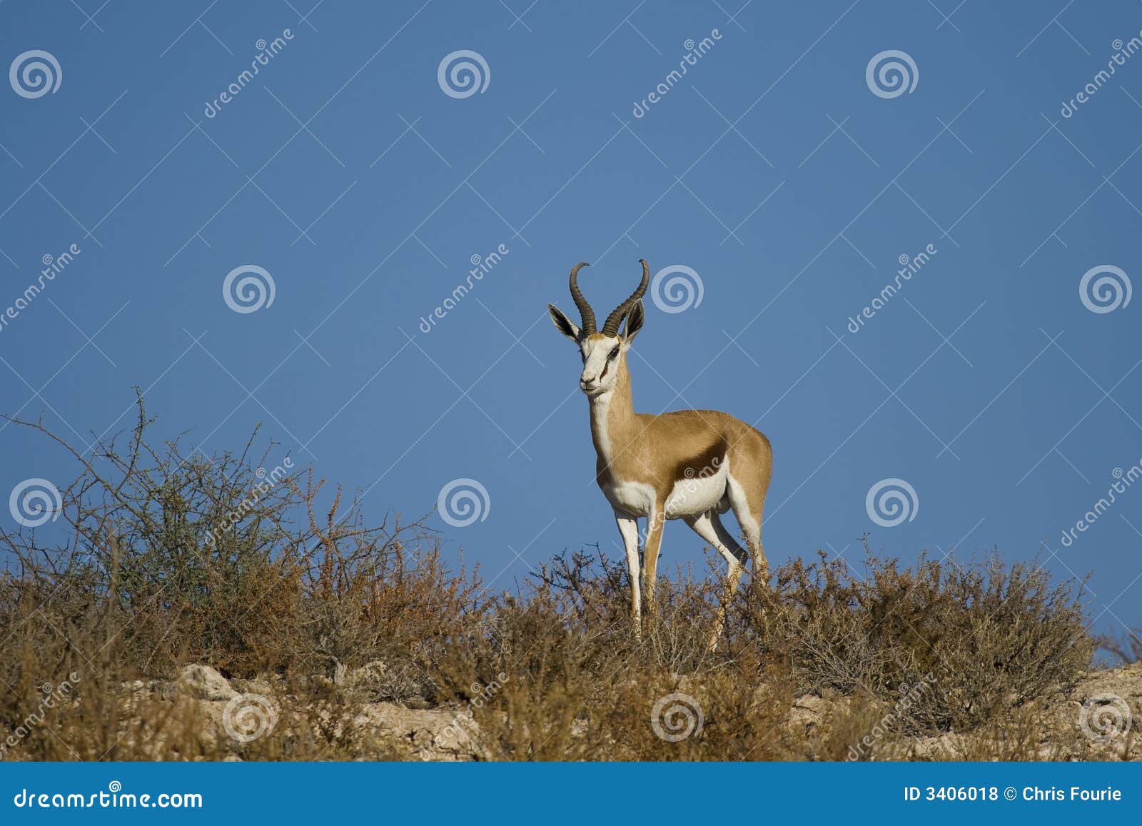 Springbok stock foto. Image of zoogdier, oren, dier, wildernis - 3406018