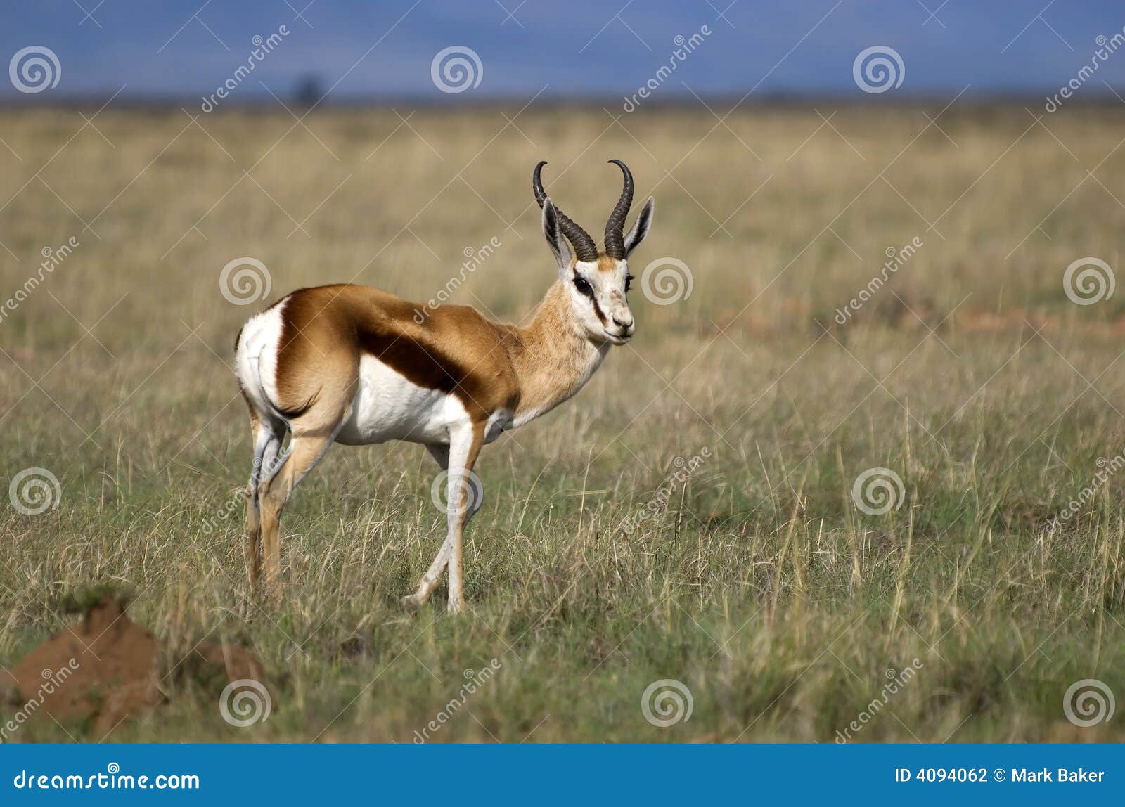 Springbok stock photo. Image of african, animal, wild - 4094062