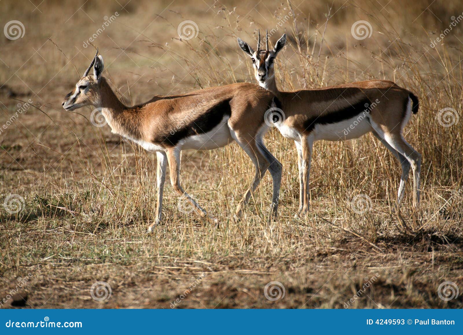 Springbok Picture. Image: 4249593