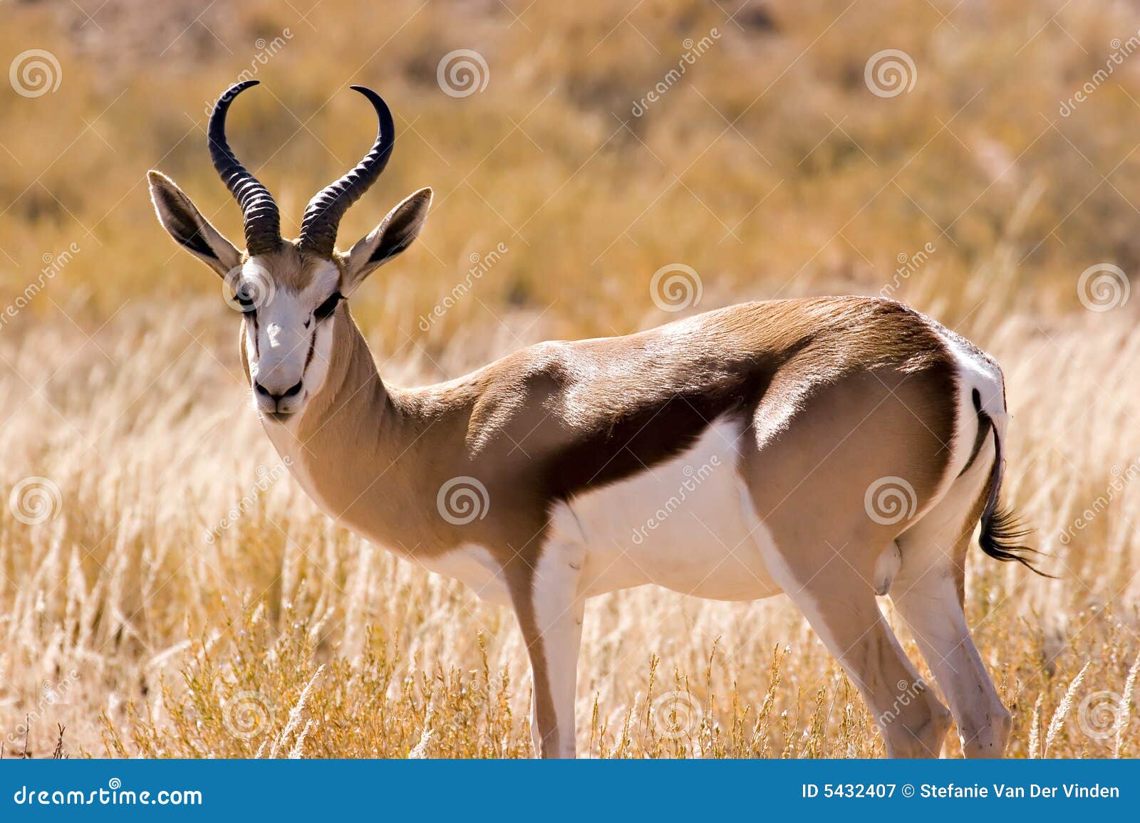 Springbok stock image. Image of bock, kalahari, africa - 5432407