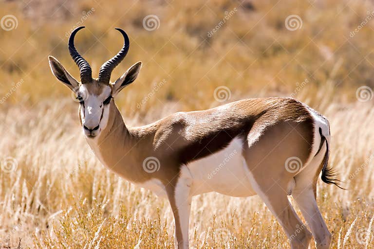 Springbok stock image. Image of bock, kalahari, africa - 5432407