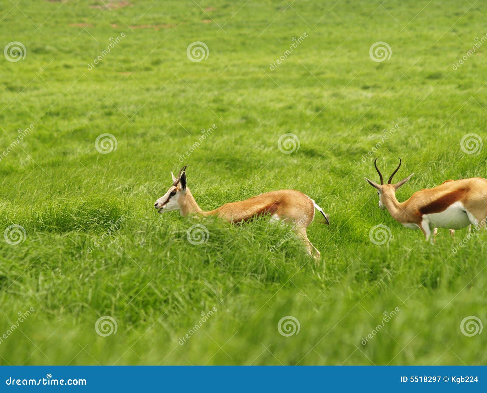 Springbok stock image. Image of springbok, wildlife, reserve - 5518297