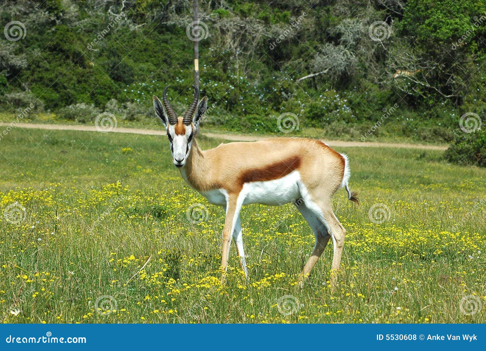 Springbok stock photo. Image of bucks, safari, outdoor - 5530608