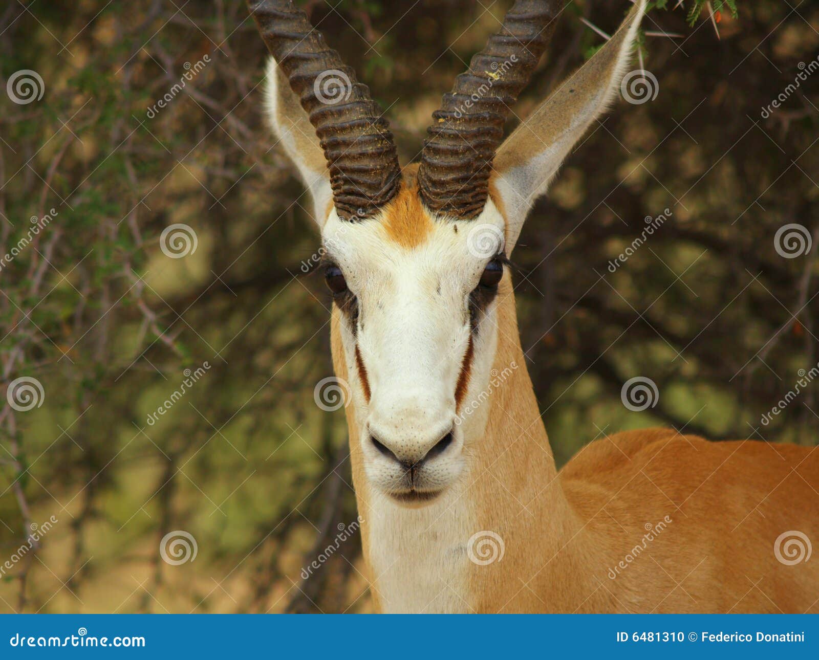Springbok stock photo. Image of blurred, gazelle, eyes - 6481310