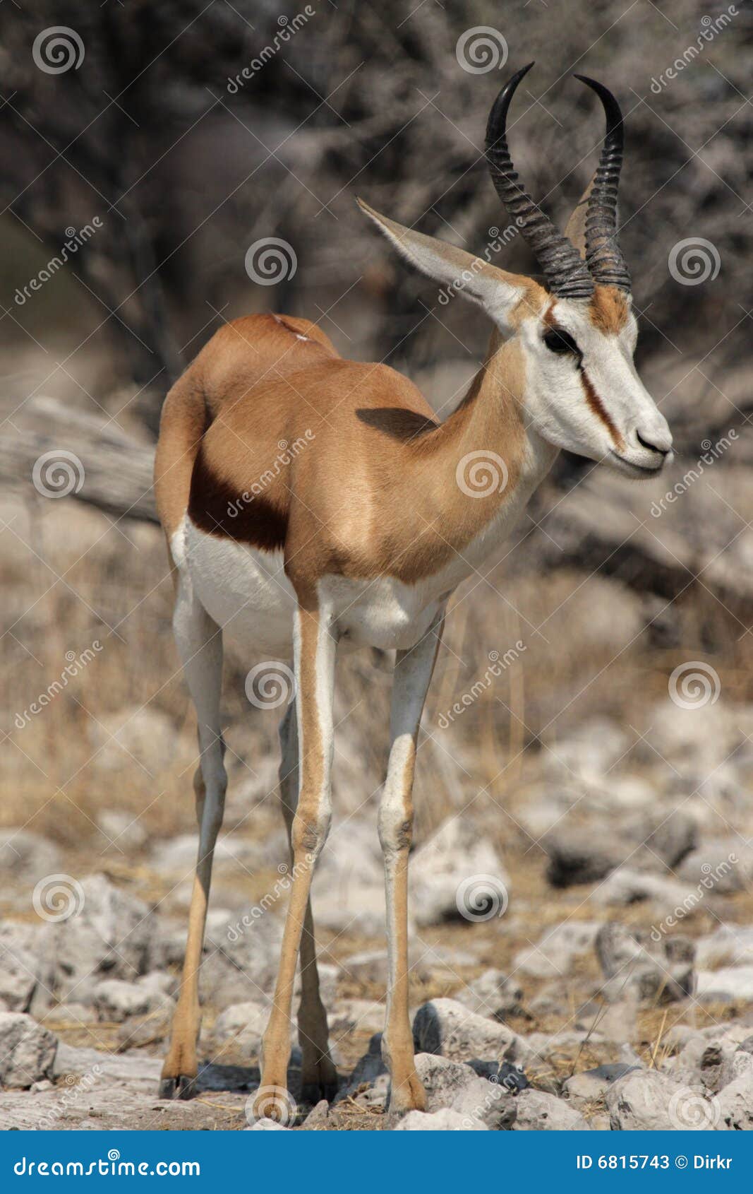 Springbok stock image. Image of africa, antelope, steppe - 6815743