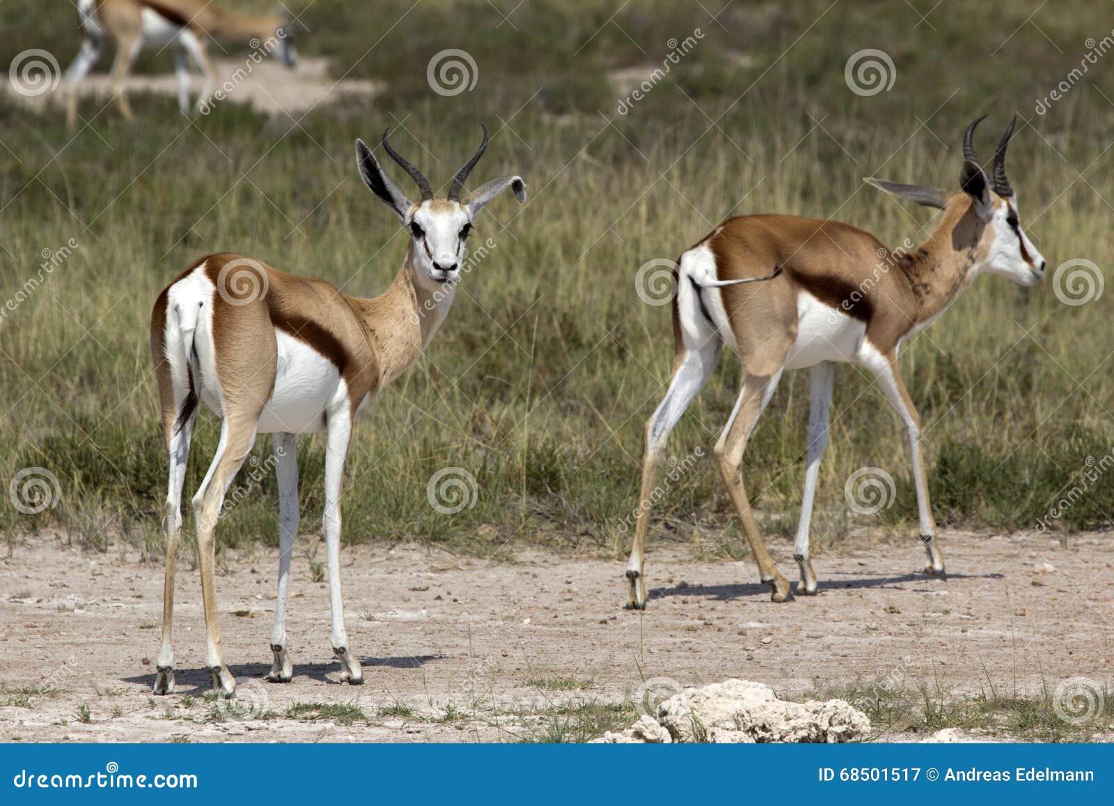 Springbok imagem de stock. Imagem de rebitado, namibiana - 68501517