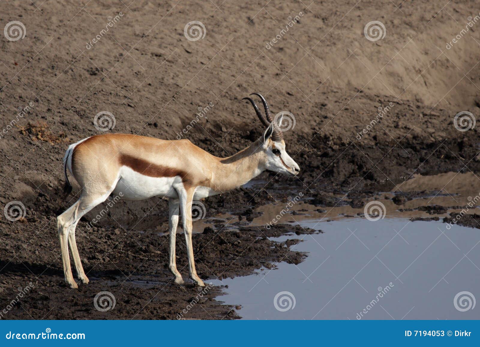 Springbok stock image. Image of nature, namibia, africa - 7194053