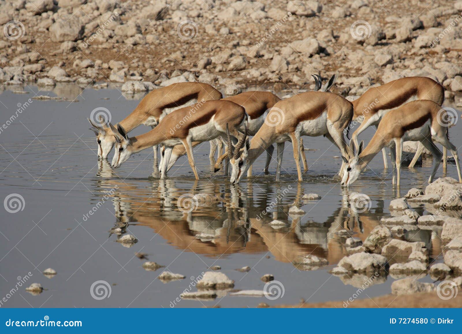 Springbok stock photo. Image of wildlife, springbok, antidorcas - 7274580