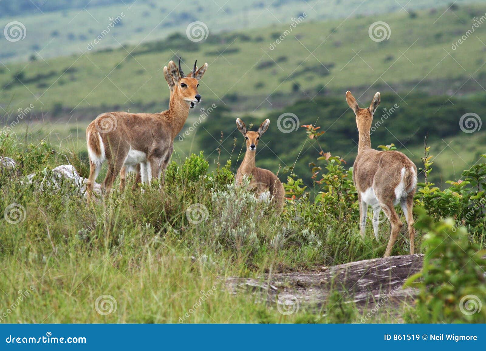 Springbok stock image. Image of africa, national, wild - 861519
