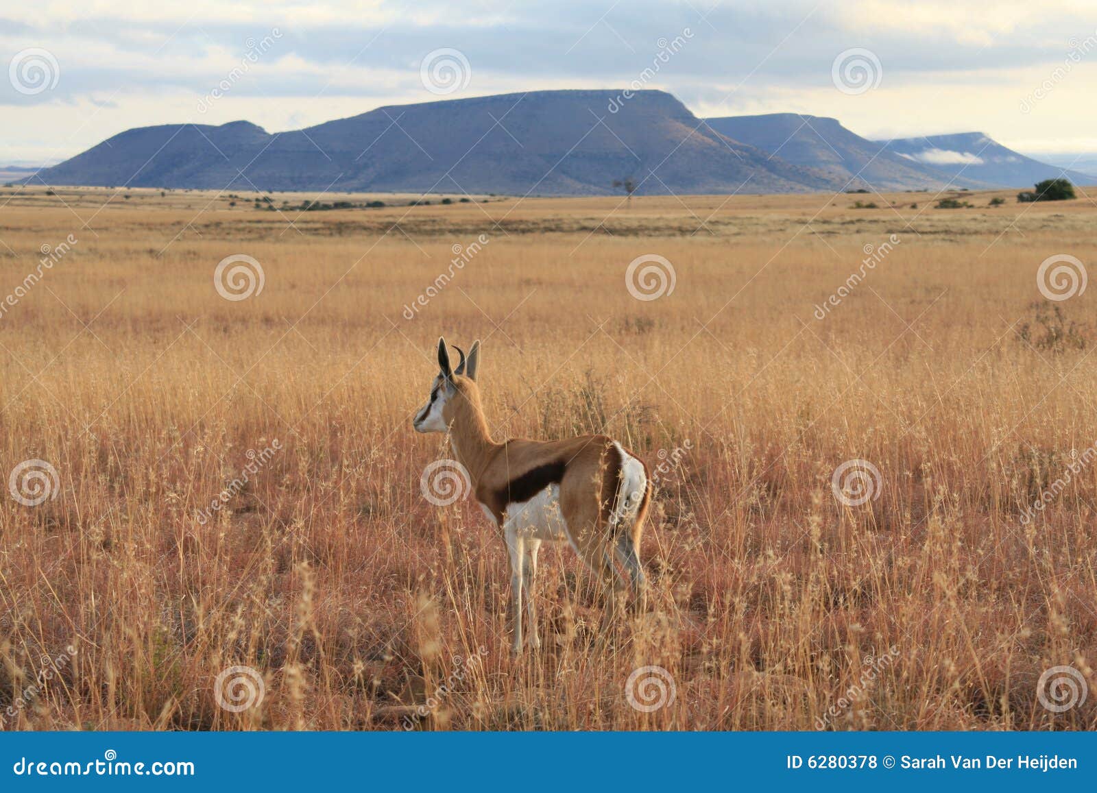 Springbok in africa stock photo. Image of buck, mountain - 6280378