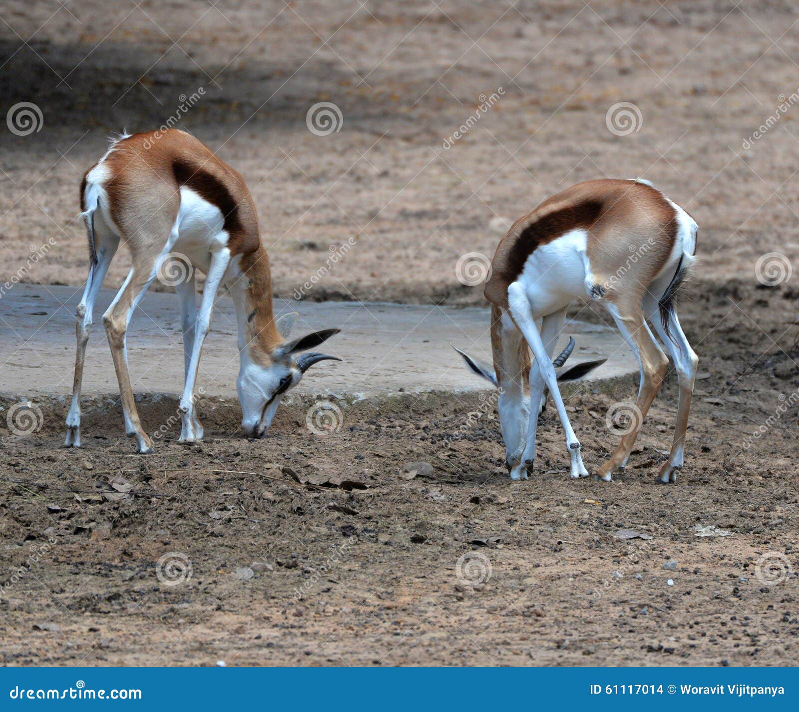 Springbok stock photo. Image of nature, africans, wild - 61117014