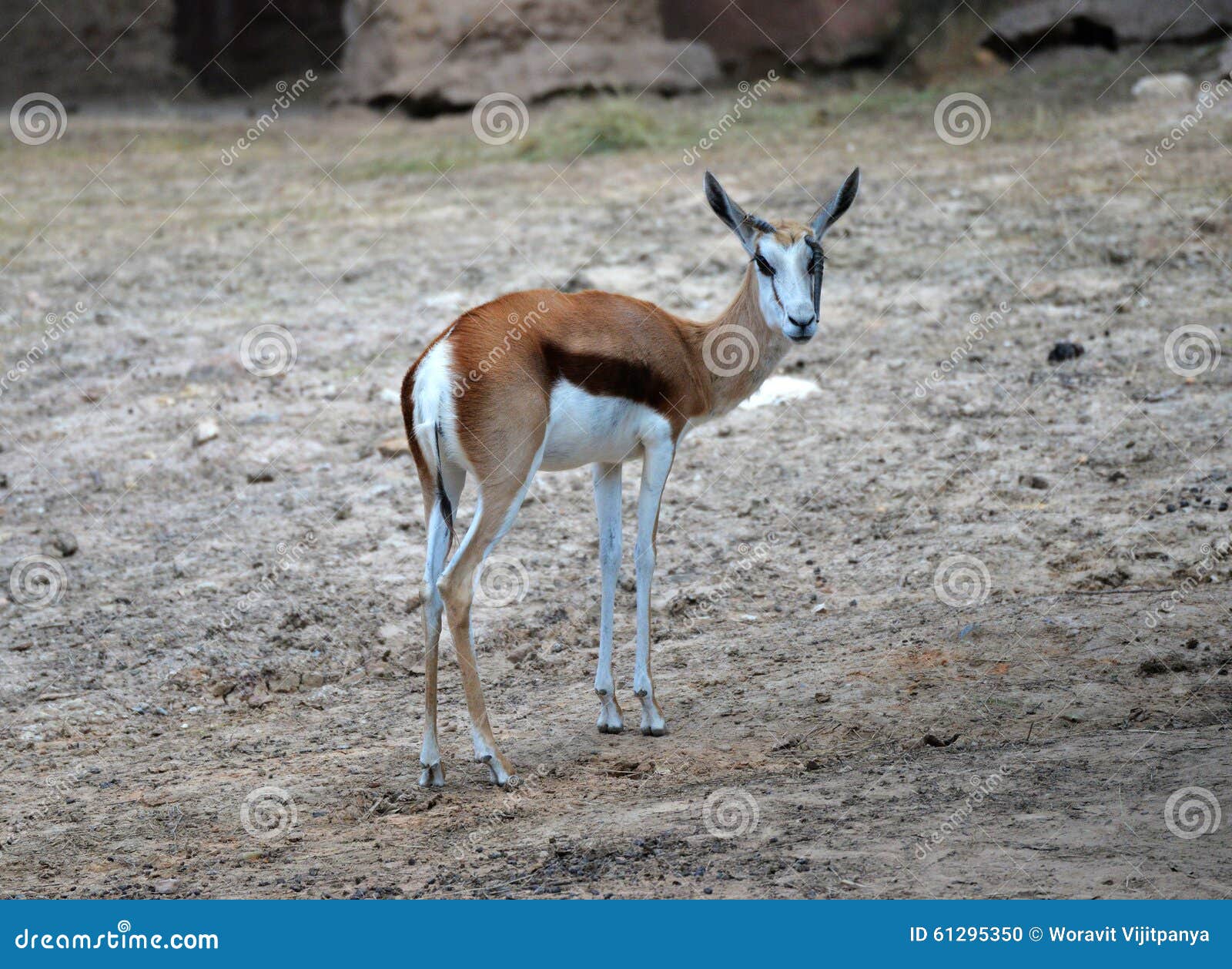 Springbok stock photo. Image of mammal, nature, africans - 61295350