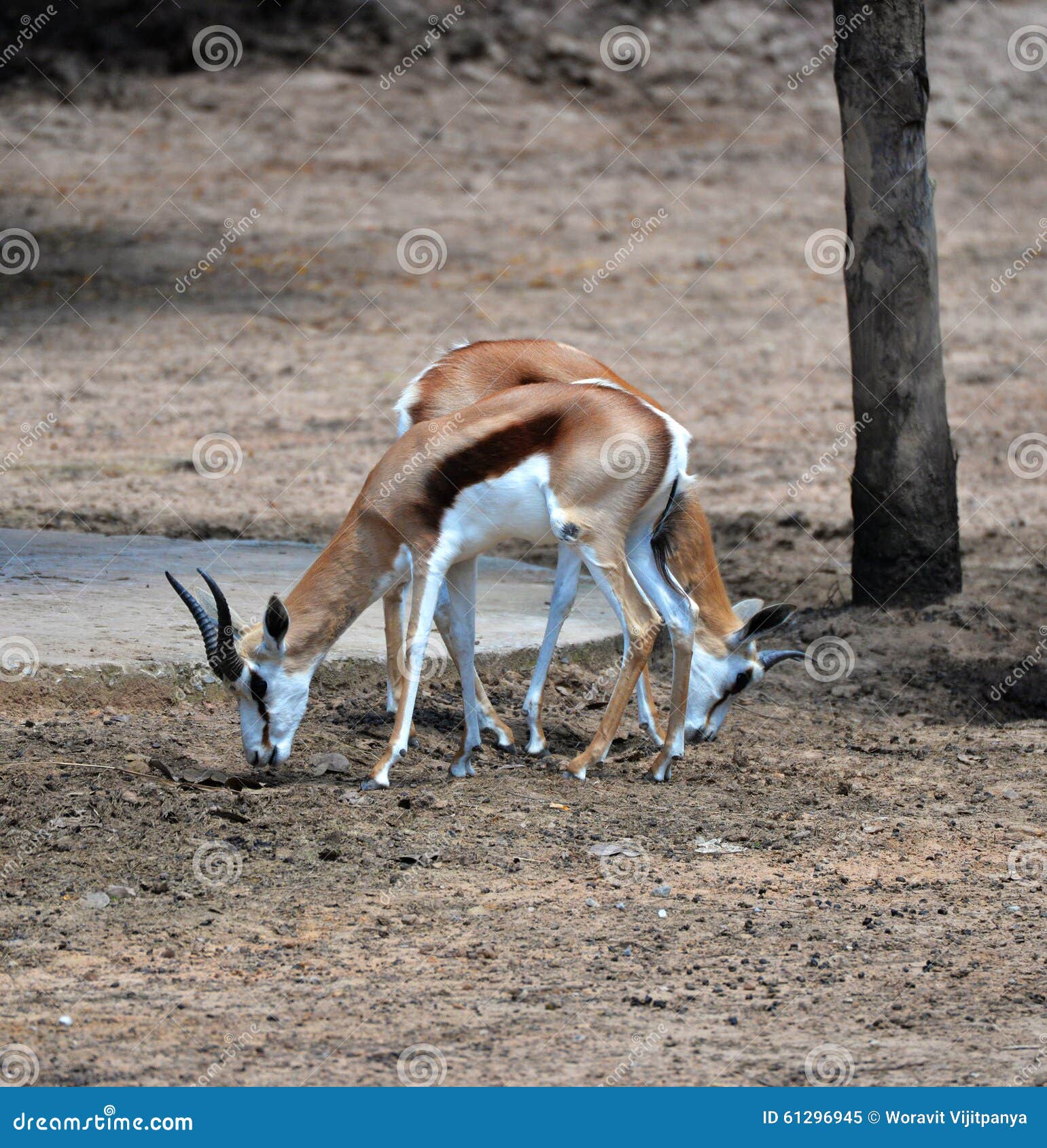 Springbok stock image. Image of mammal, desert, gazella - 61296945