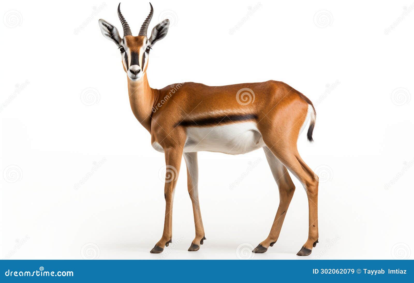 Springbok Animal Isolated On A Transparent Background. Royalty-Free ...