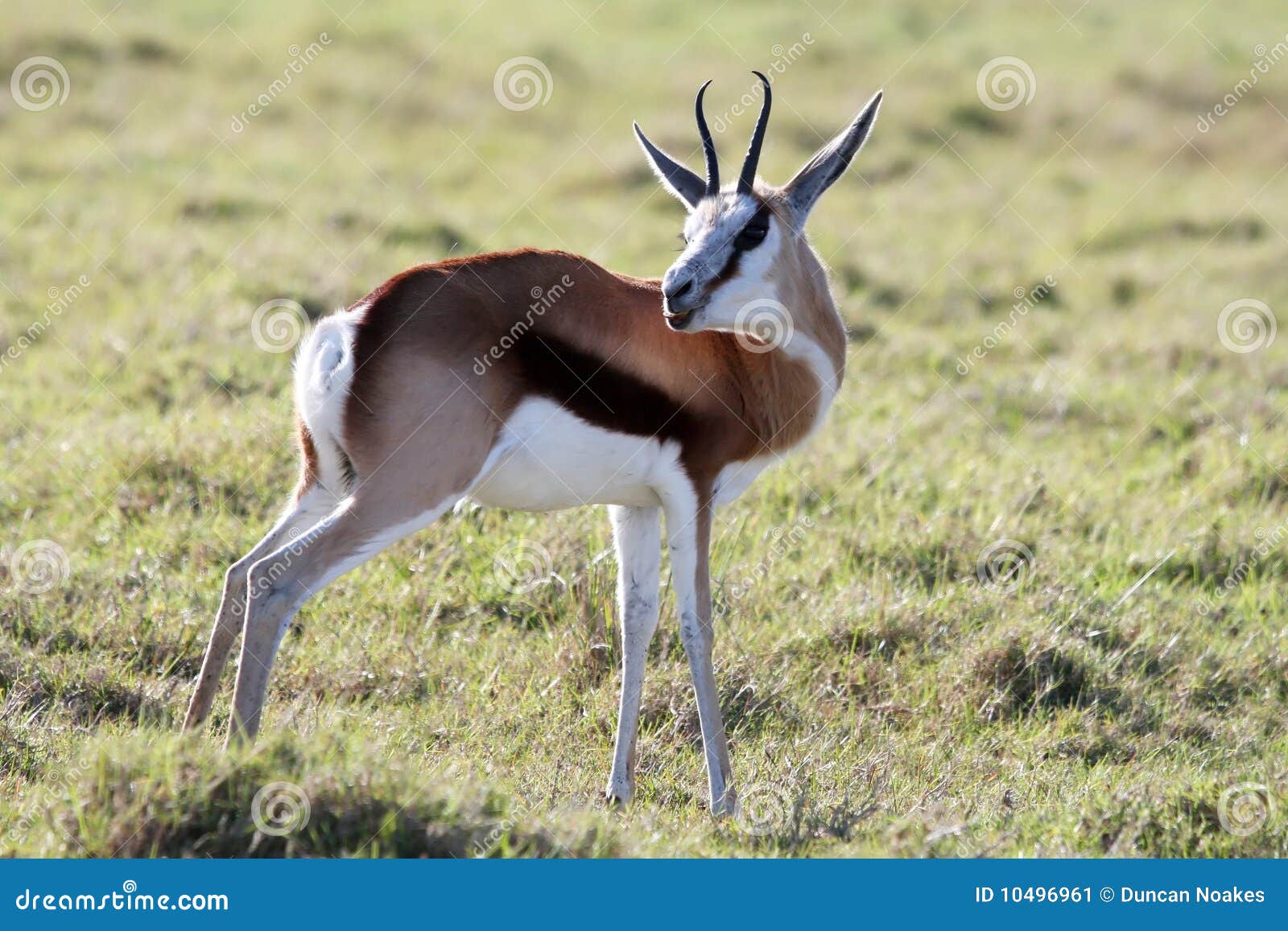 Springbok Antelope stock image. Image of african, adult - 10496961