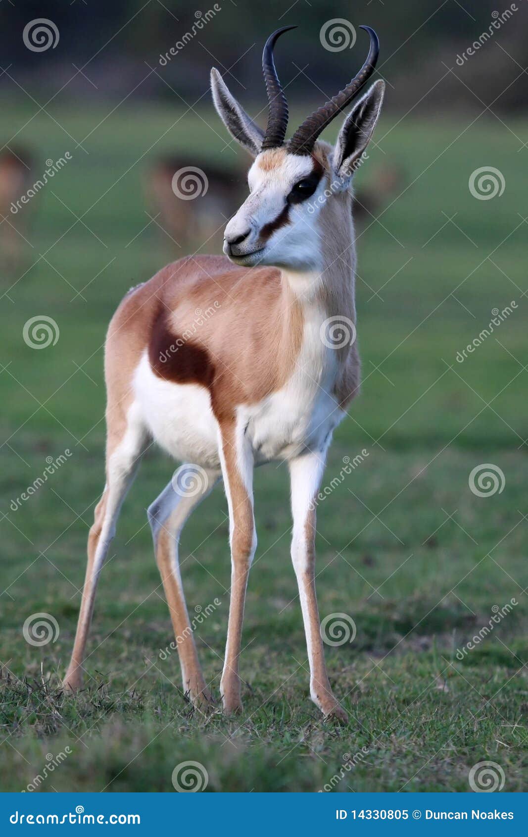 Springbok Antelope stock image. Image of curved, horns - 14330805