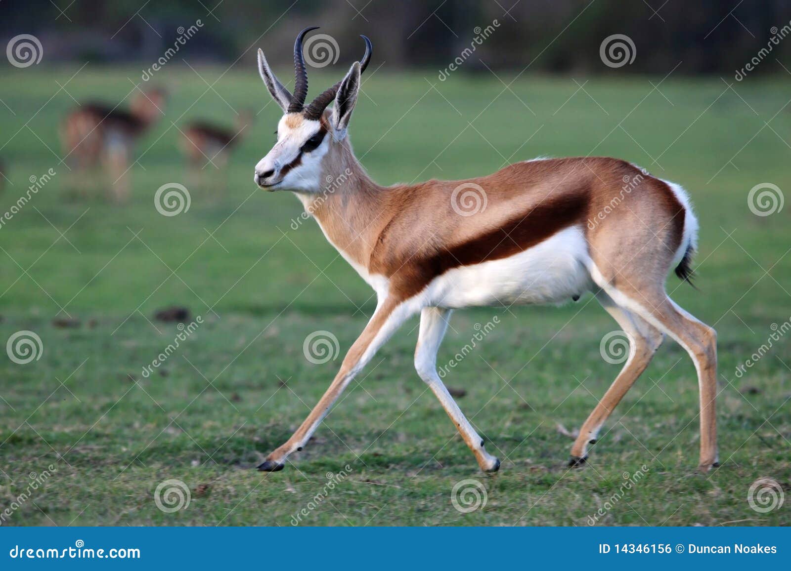 Springbok Antelope stock photo. Image of south, animal - 14346156