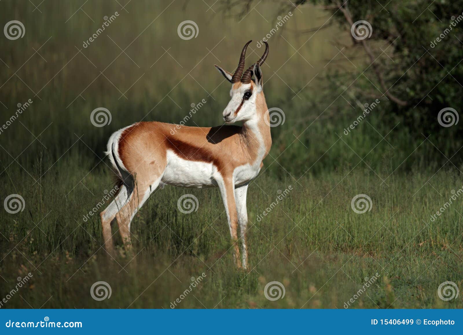 Springbok antelope stock image. Image of south, antidorcas - 15406499