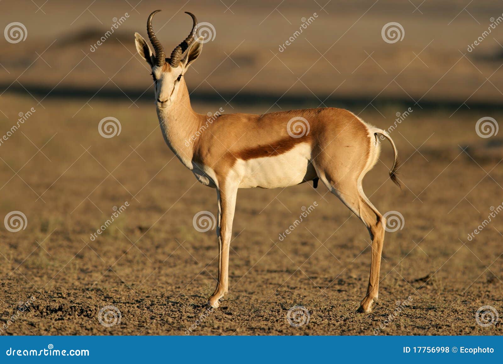 Springbok antelope stock photo. Image of outdoor, mammal - 17756998