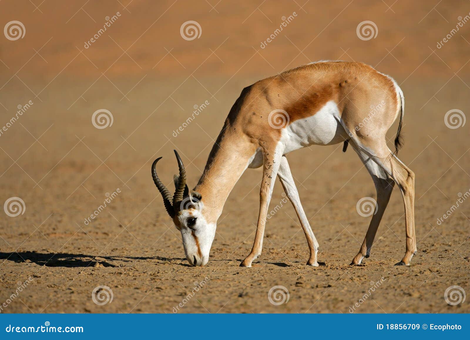 Springbok antelope stock image. Image of conservation - 18856709