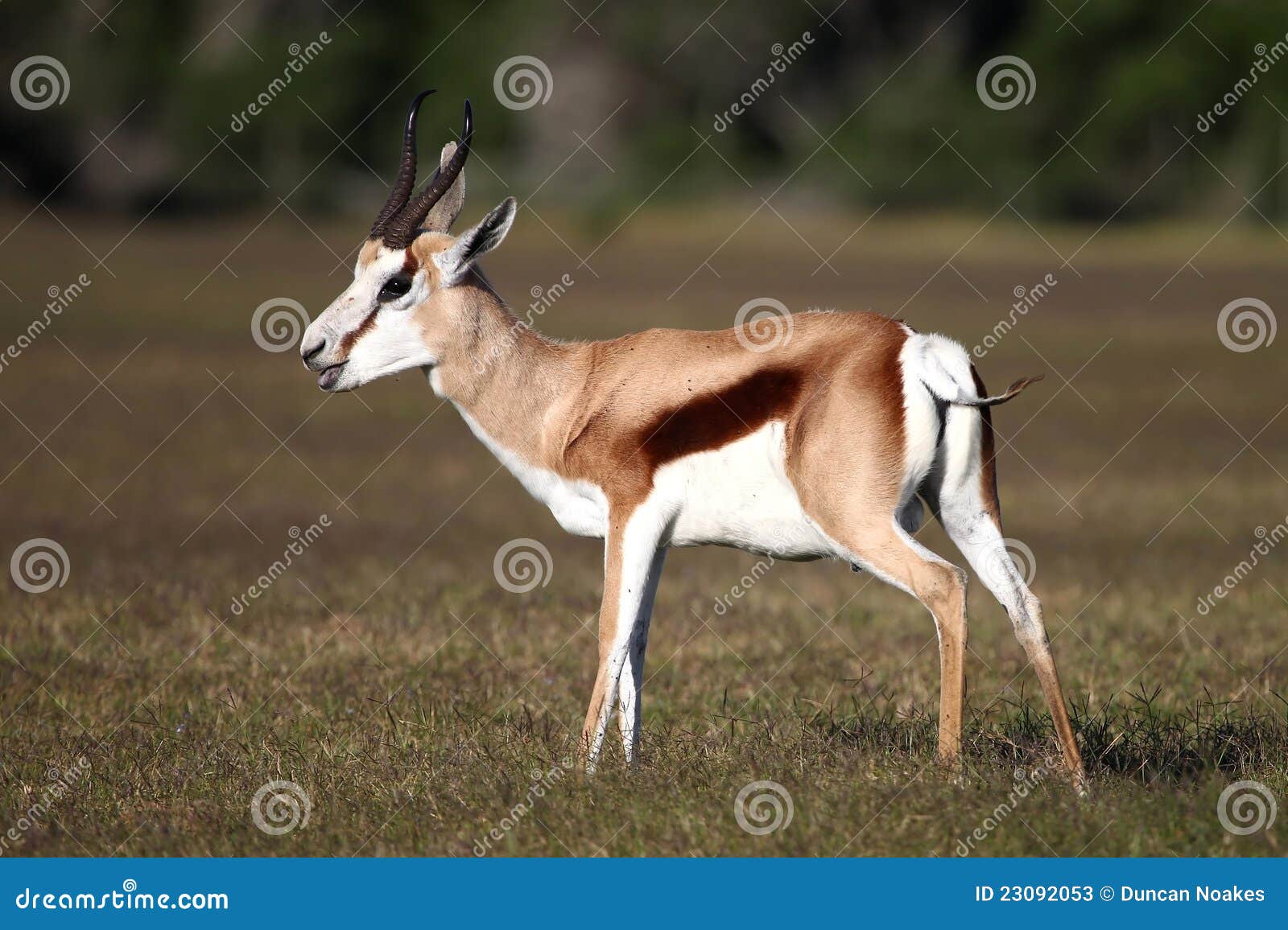 Springbok Antelope stock image. Image of portrait, conservation - 23092053