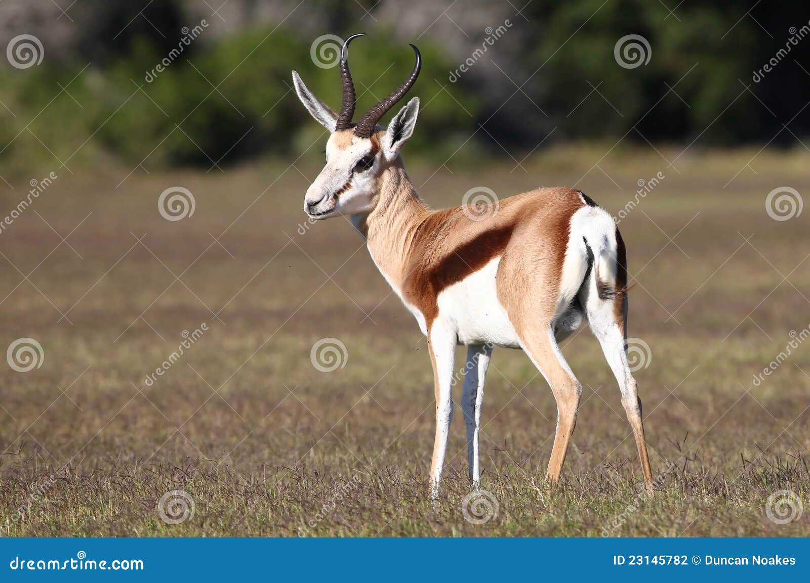 Springbok Antelope stock photo. Image of herbivore, outdoor - 23145782