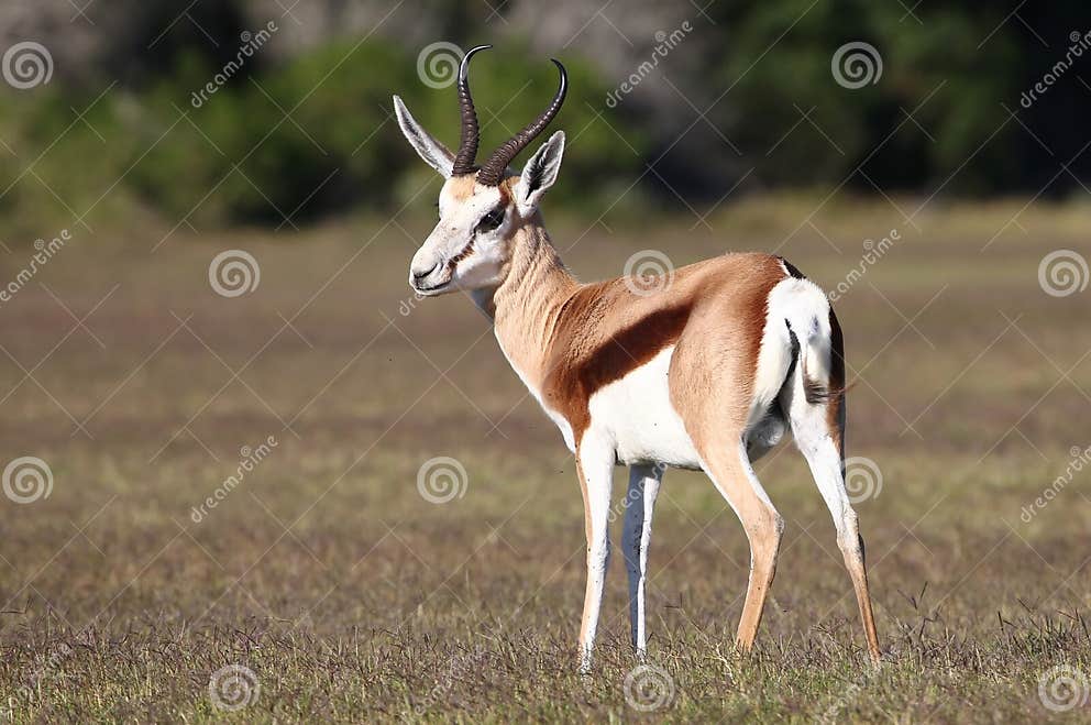 Springbok Antelope stock photo. Image of herbivore, outdoor - 23145782