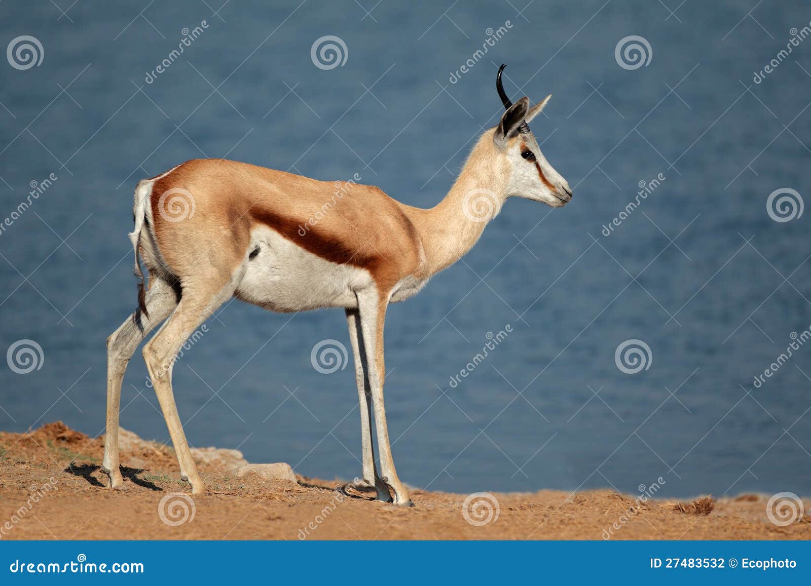 Springbok antelope stock photo. Image of southern, alert - 27483532