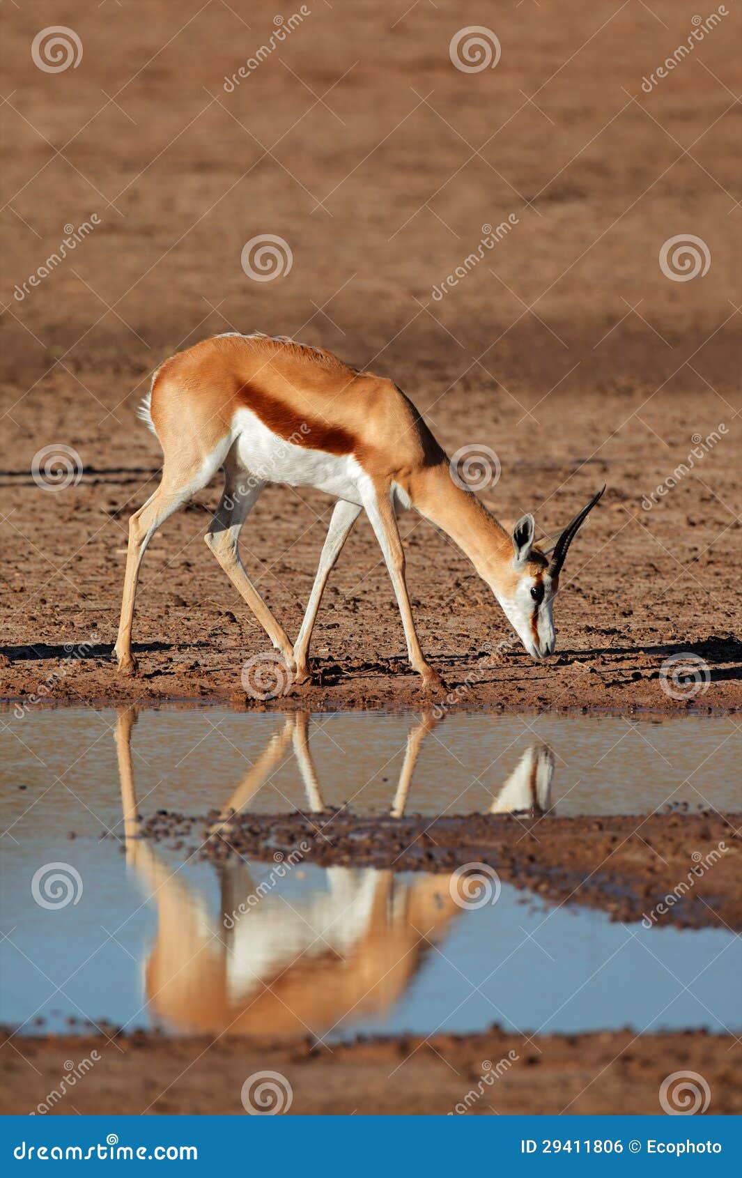 Springbok antelope stock photo. Image of wild, nature - 29411806