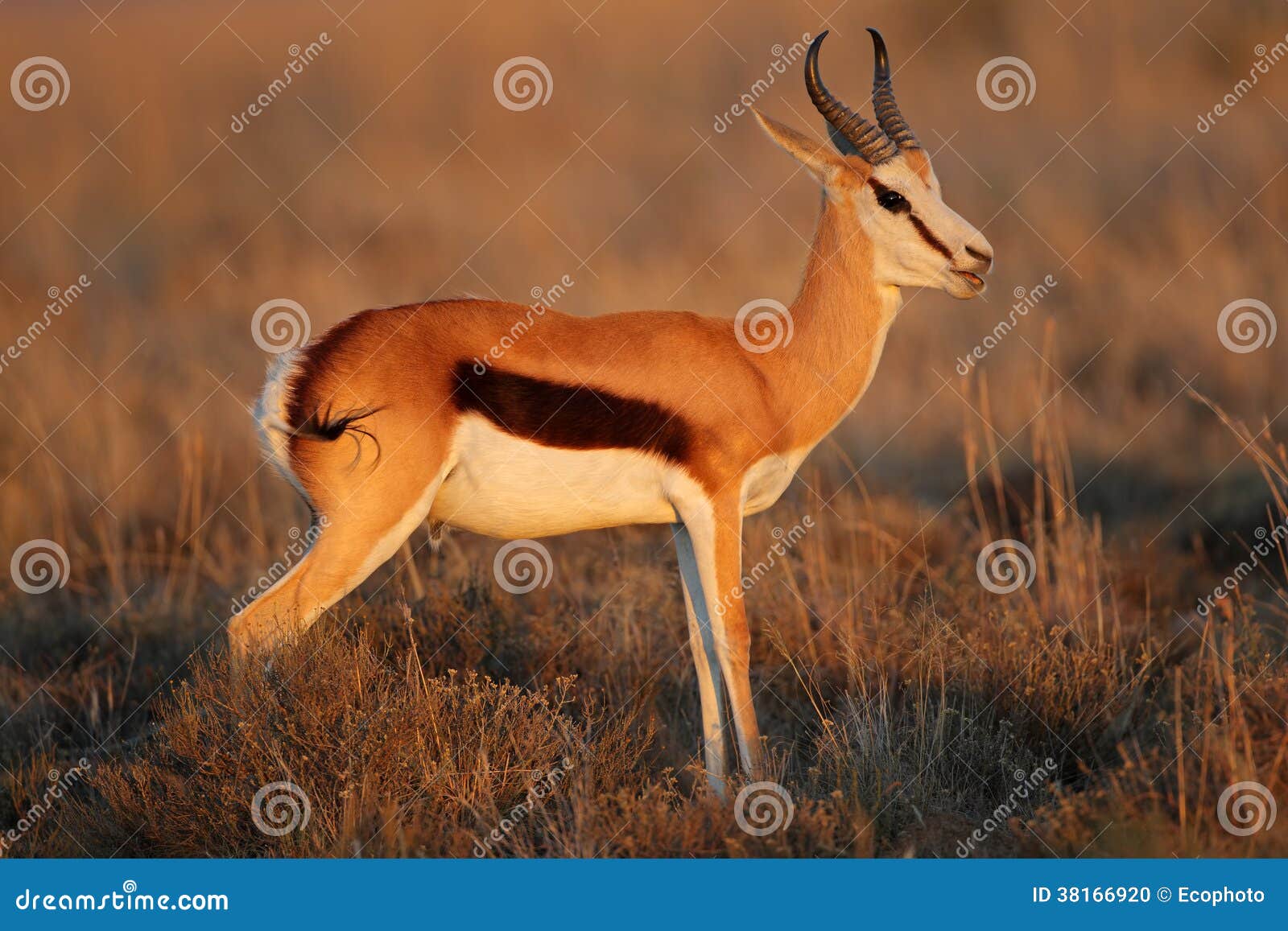 Springbok antelope stock photo. Image of watchful, herbivore - 38166920