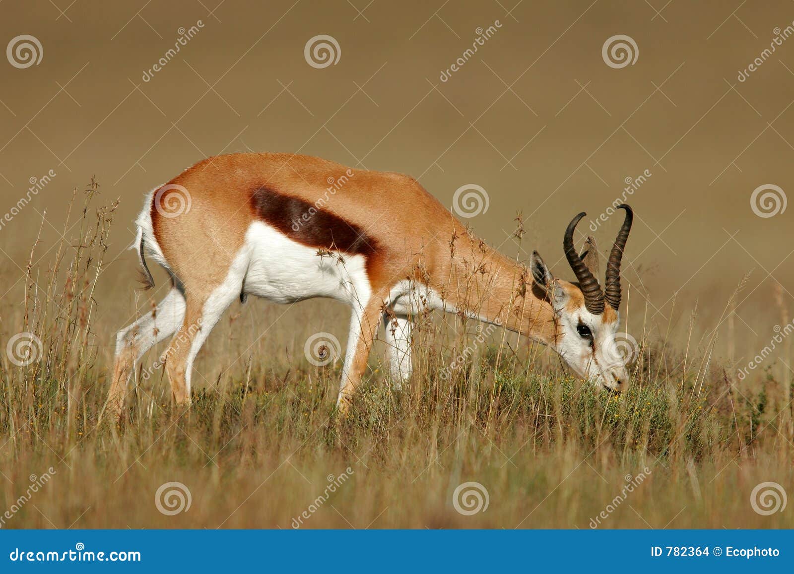 Springbok antelope stock photo. Image of marsupialis, africa - 782364