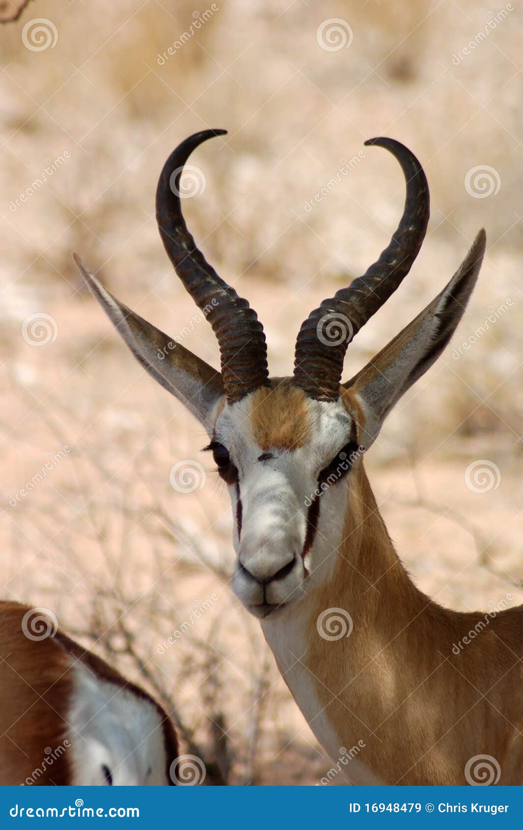 Springbok Antelope in Africa Stock Image - Image of wild, fauna: 16948479
