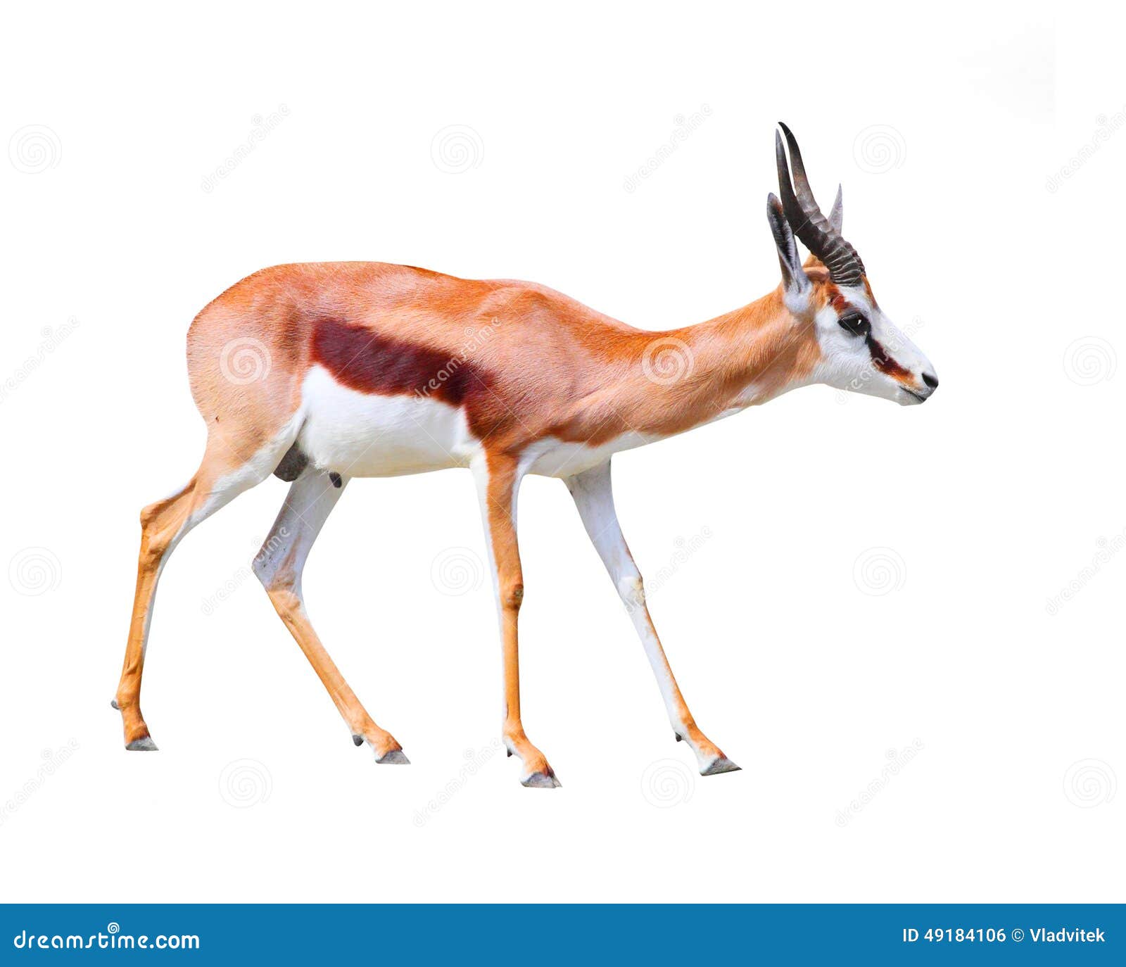 The Springbok Antelope. stock photo. Image of breeding - 49184106