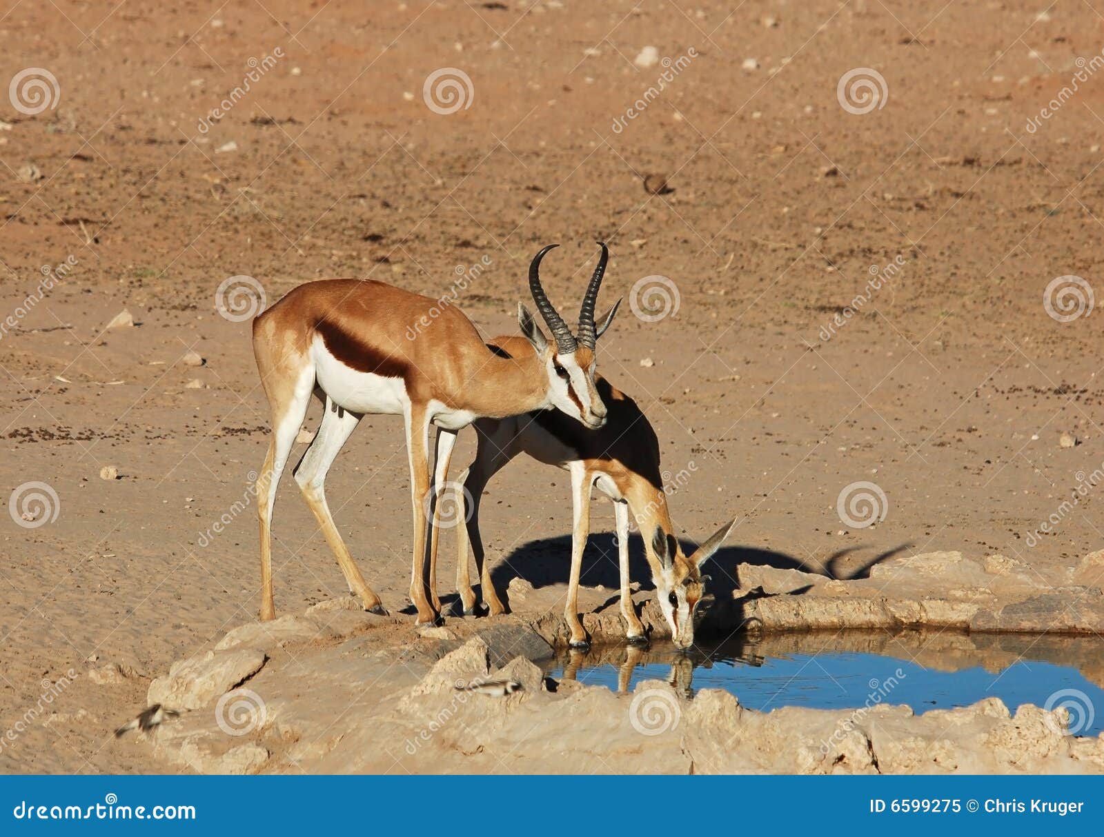 Springbok Antelope (Antidorcas Marsupialis) Stock Image - Image of ...