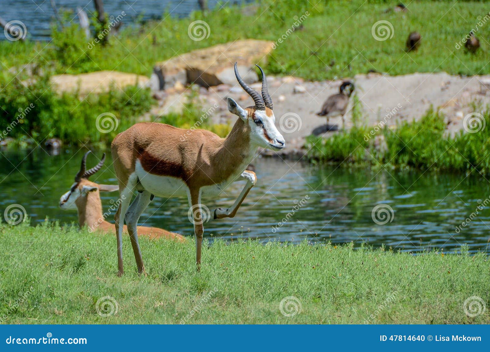 Springbok Antelope stock photo. Image of view, water - 47814640