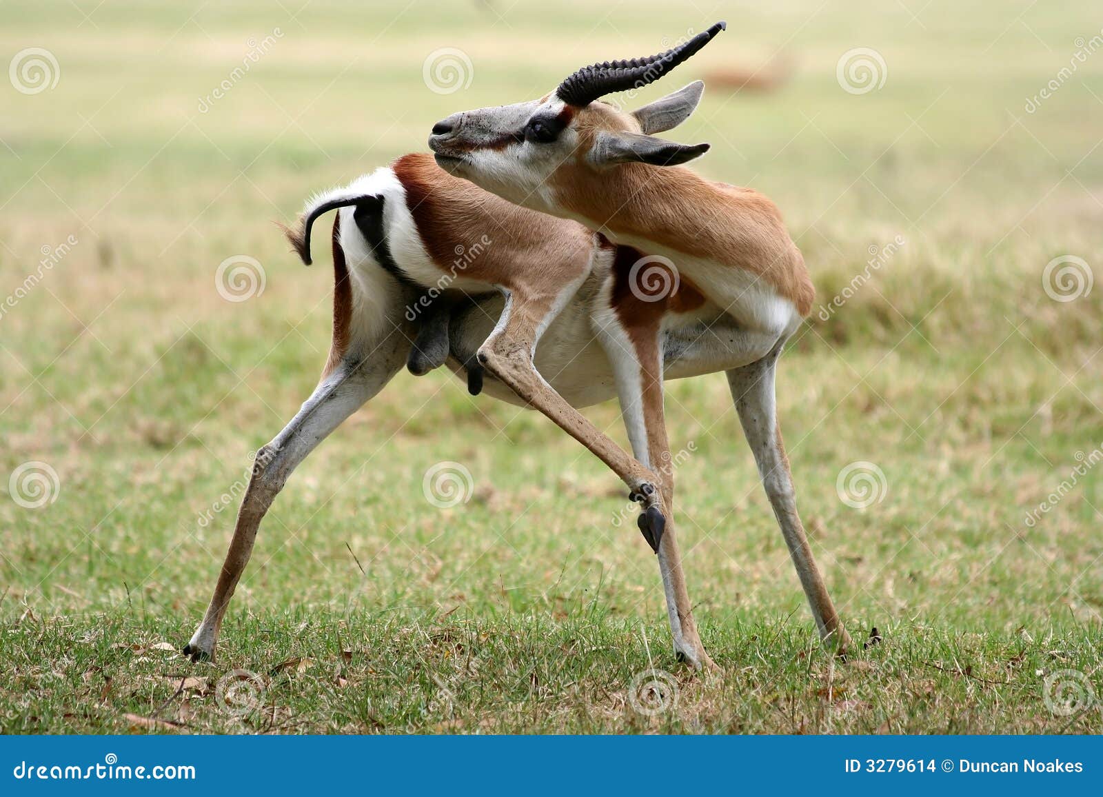 Springbok Antelope Grooming Stock Photo - Image of safari, springbok ...
