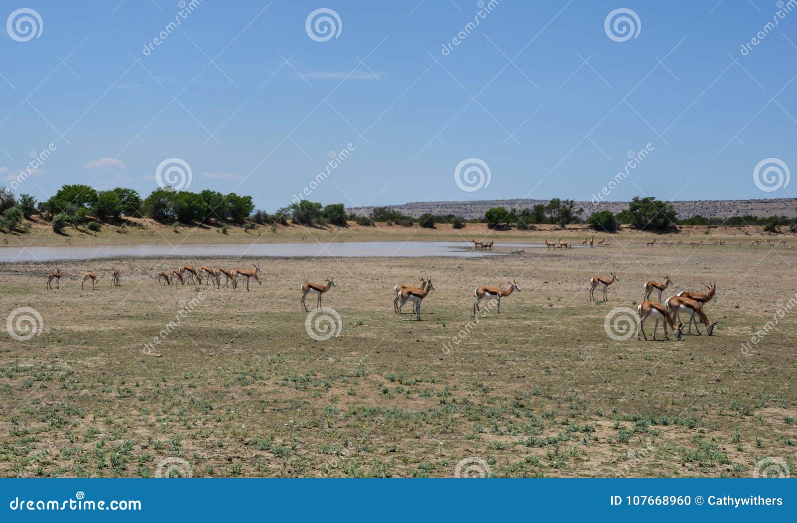 Springbok Herd stock photo. Image of africa, animals - 107668960